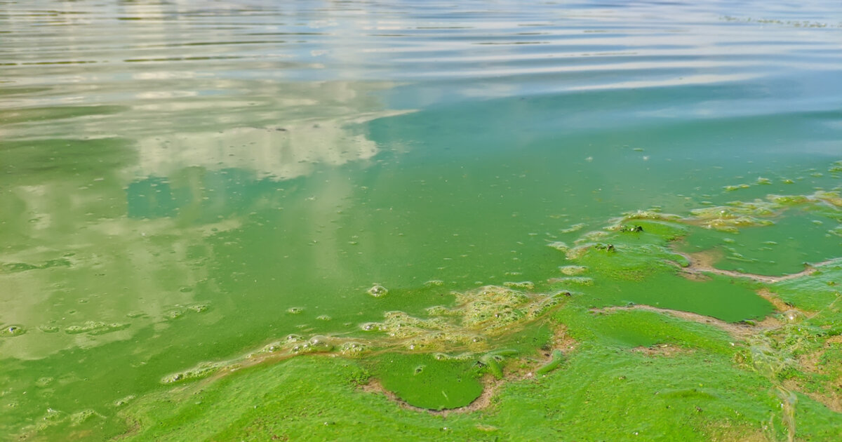 Domestic Wells: Harmful Algae Blooms | ASPIRE Children’s Environmental ...