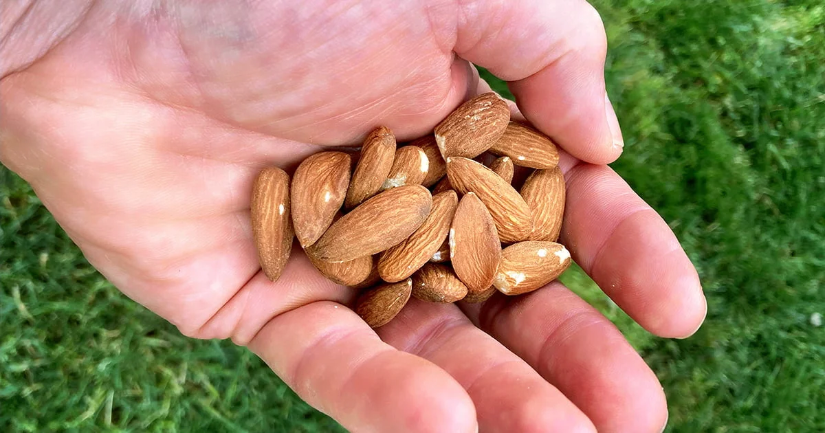 Daily almond snack improves health of people with metabolic syndrome ...