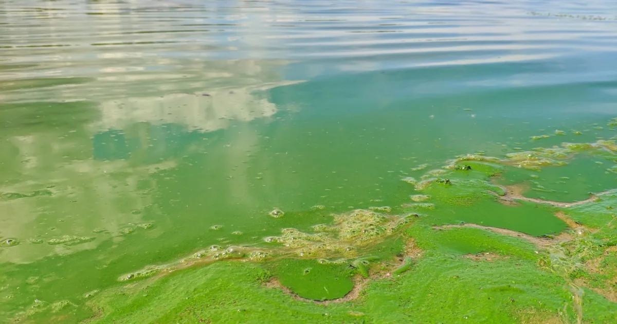 cyanotoxin algae bloom